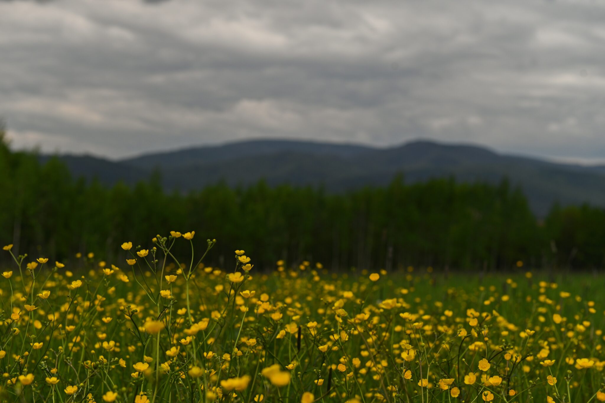 Elizabeth Poett on Ranch Living & Homes with Character - rinconrd.com